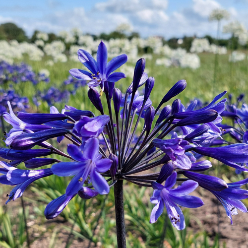Bestellen | Agapanthus