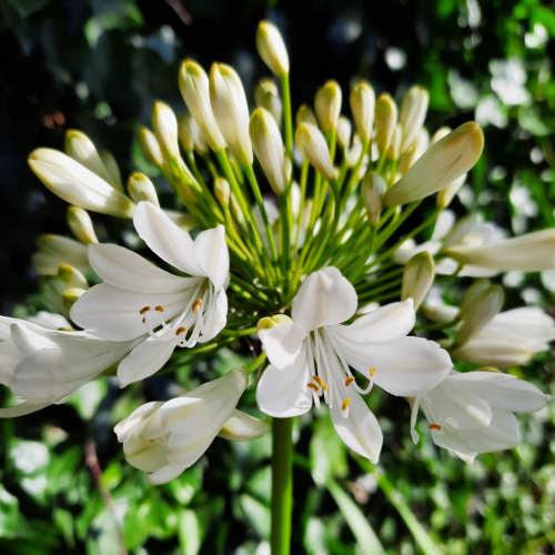 Bestellen | Agapanthus