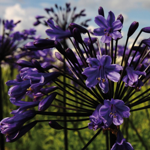 Bestellen | Agapanthus