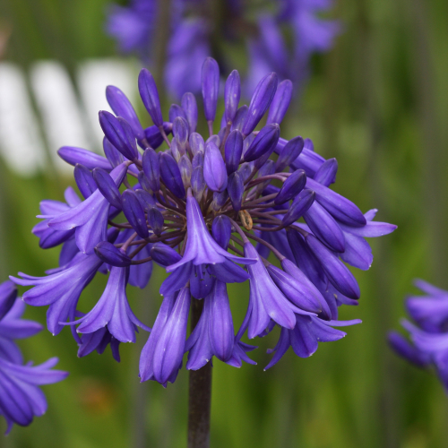 Bestellen | Agapanthus