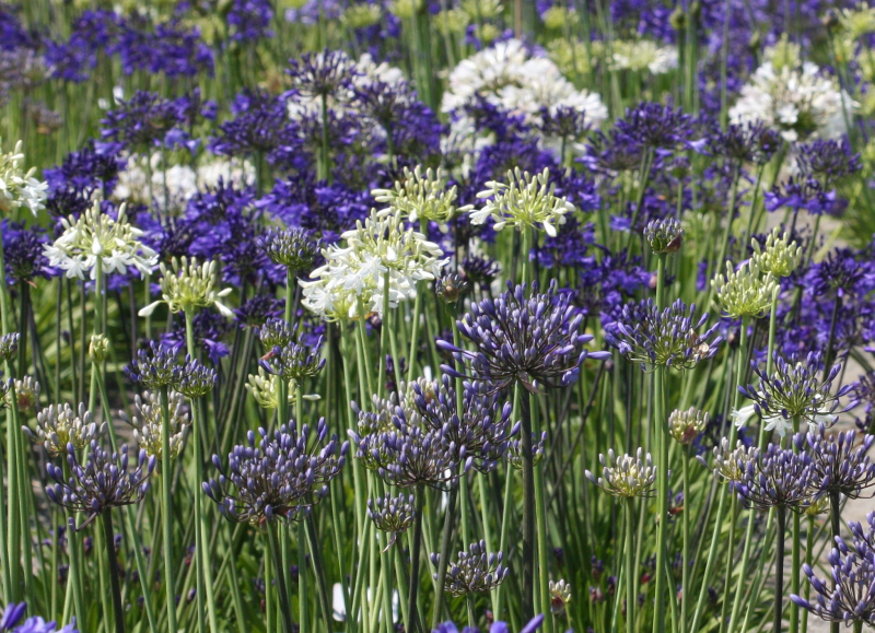 PP-dagen | Agapanthus